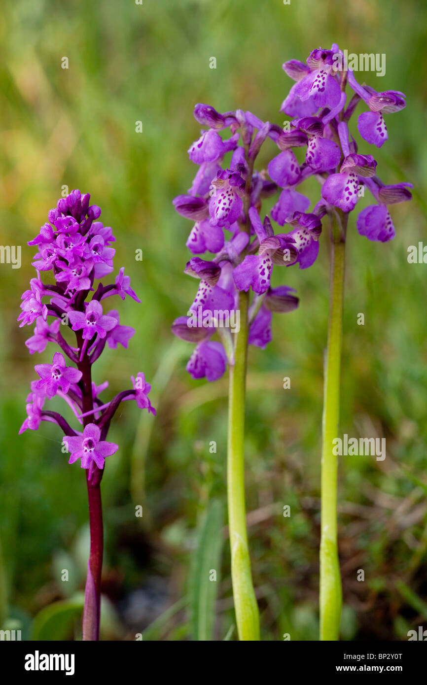 Green-winged Orchids Orchis morio with Four-spotted Orchid Orchis ...