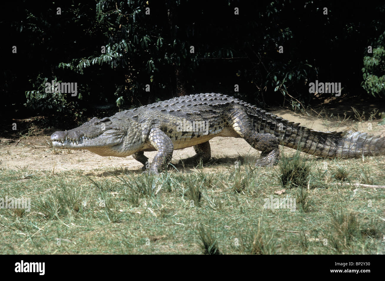 Nile crocodile walking on sandbank Murchison Falls Uganda Africa Stock ...