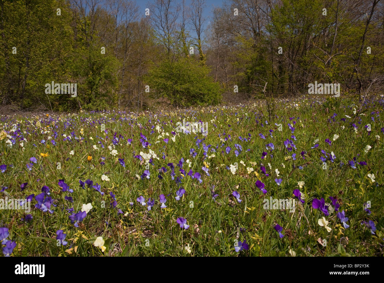 Viola heterophylla hi-res stock photography and images - Alamy