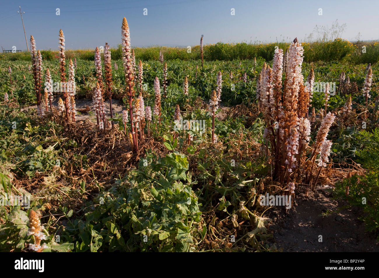 Bean Broomrape or Crenate Broomrape, Orobanche crenata parasitic on pea ...