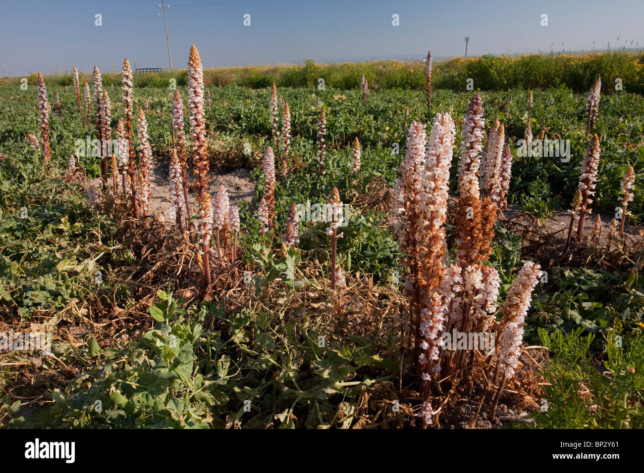 Bean Broomrape or Crenate Broomrape, Orobanche crenata parasitic on pea ...