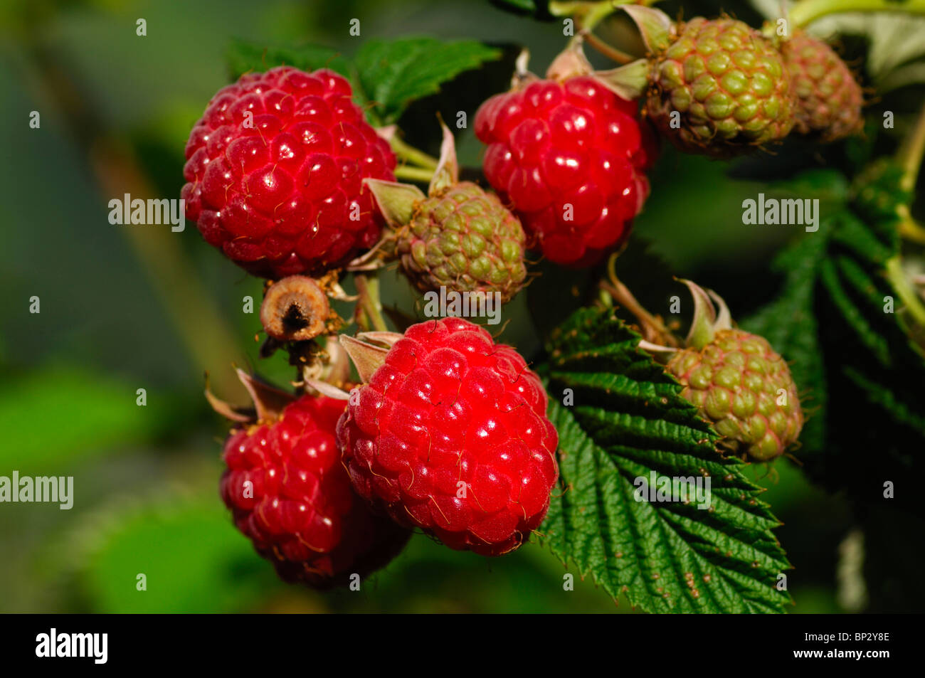 Rubus idaeus hi-res stock photography and images - Alamy