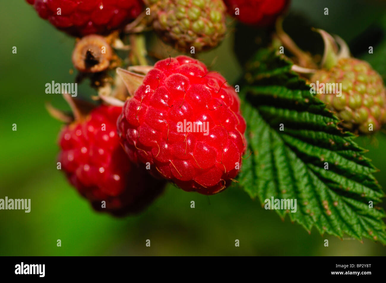 Rubus idaeus hi-res stock photography and images - Alamy