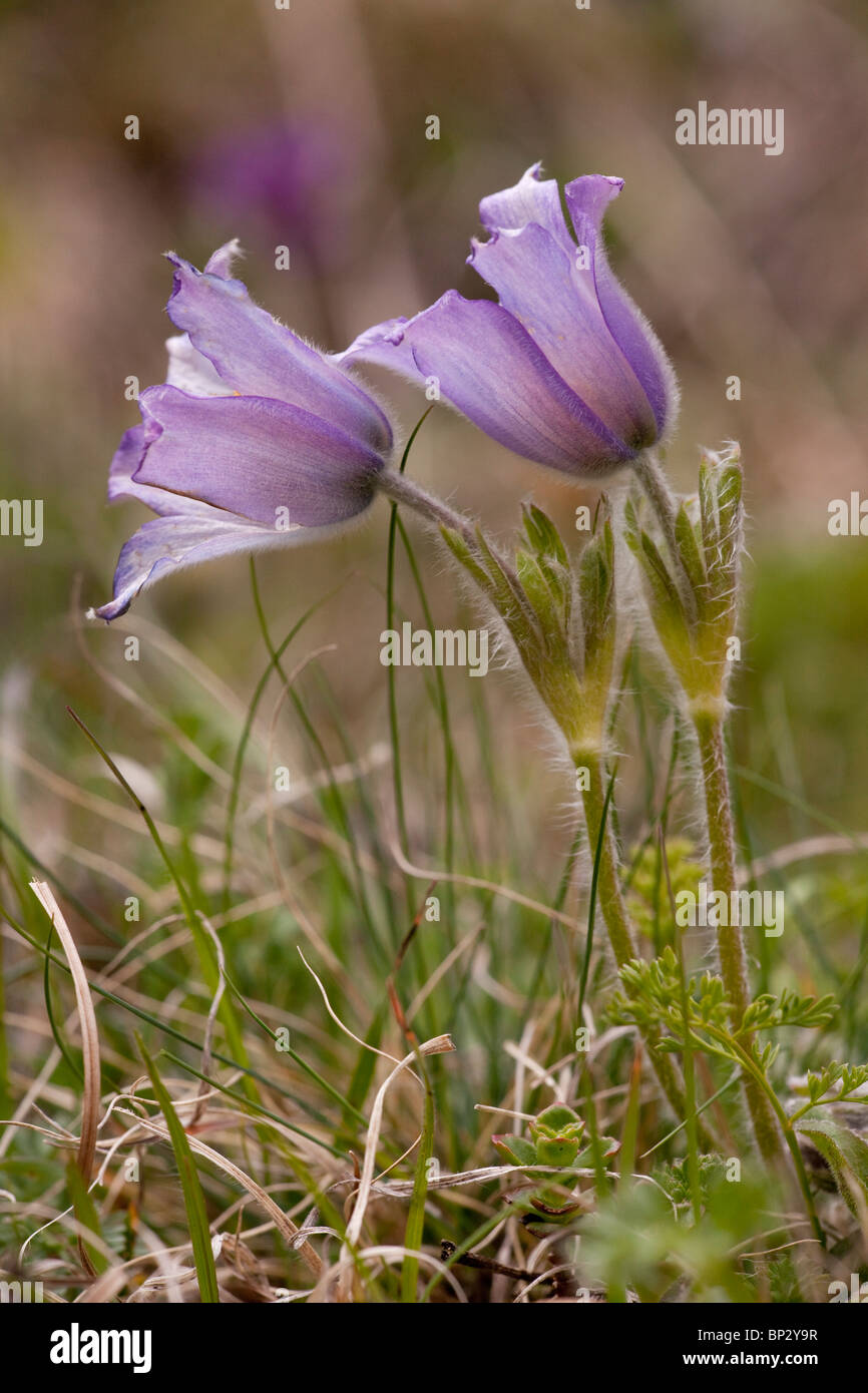 Violet Pasque Flower, Pulsatilla violacea in the Great Caucasus ...