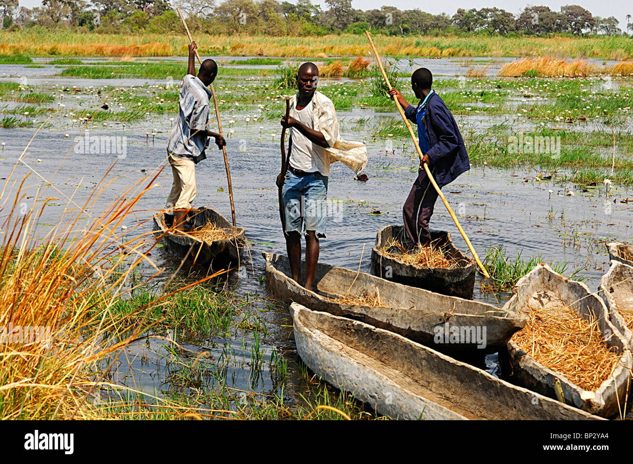 Young men of the local Bayei community punting with a pole in ...