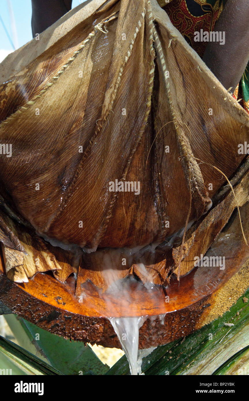 Sagu hi-res stock photography and images - Alamy