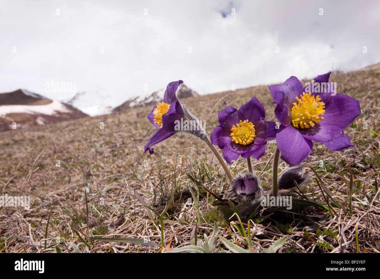 Violet Pasque Flower, Pulsatilla violacea in the Great Caucasus ...