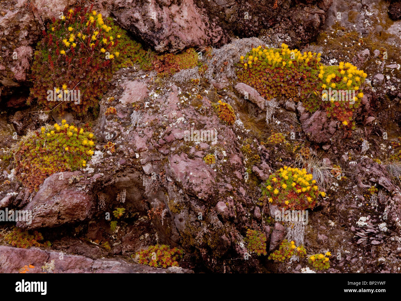 Juniper-leaved Saxifrage Saxifraga juniperifolia on lava cliff, in the ...