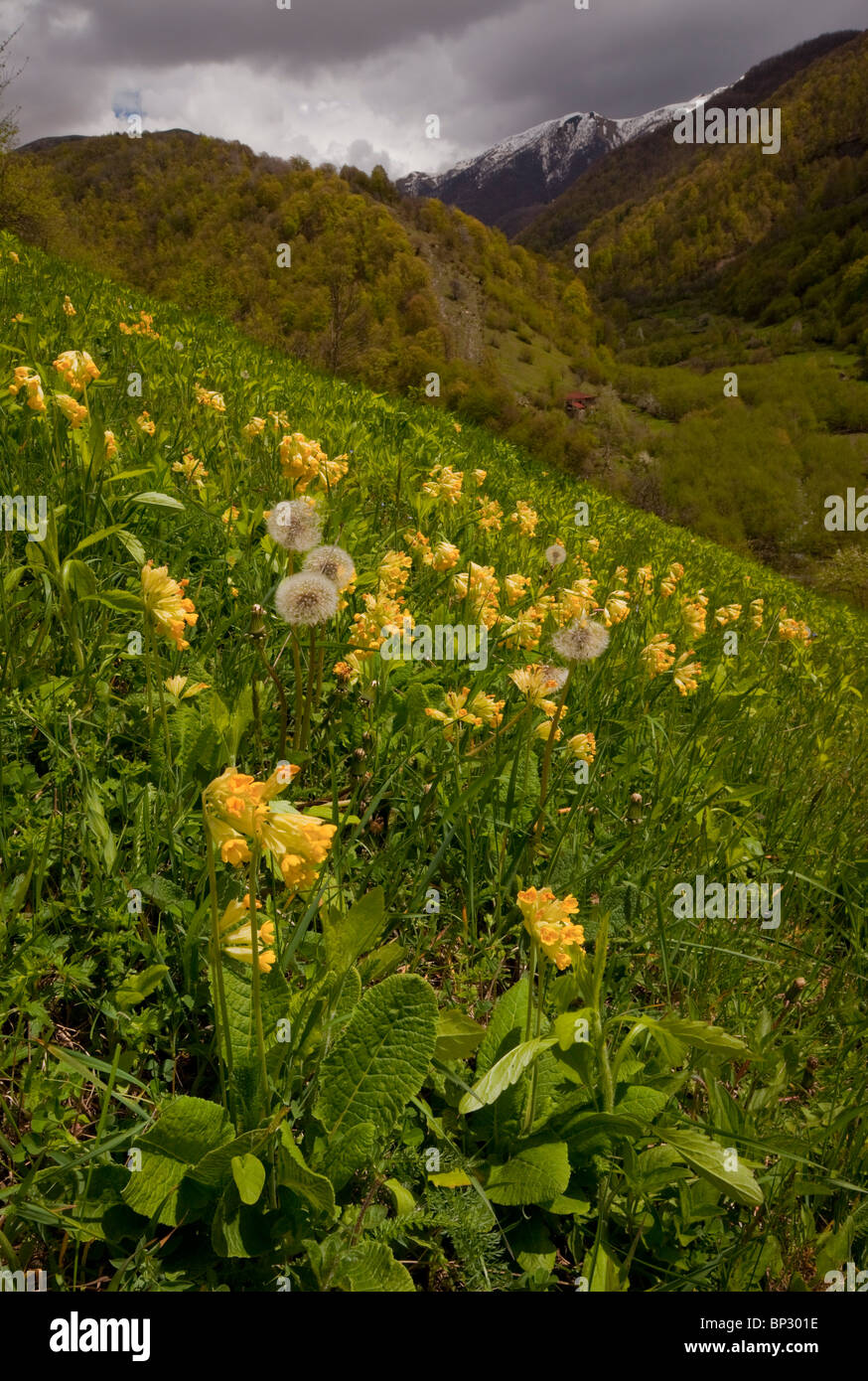 Large-sepalled Primula, Primula macrocalyx (Caucasian form of Cowslip ...