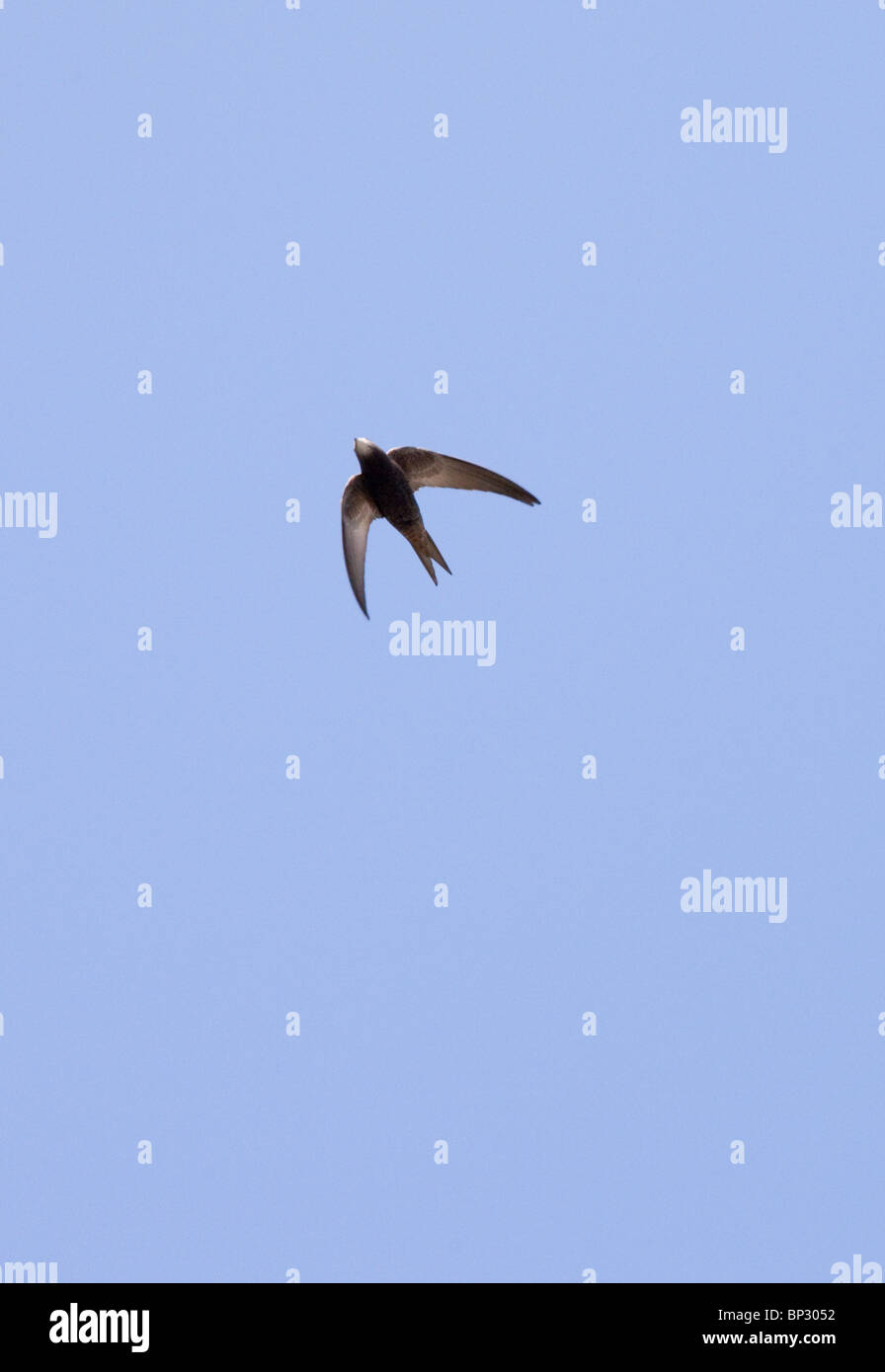 Swift In Flight High Resolution Stock Photography and Images - Alamy