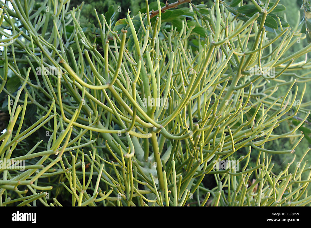 The pencil tree, euphorbia tirucalli is indigenous to tropical eastern ...