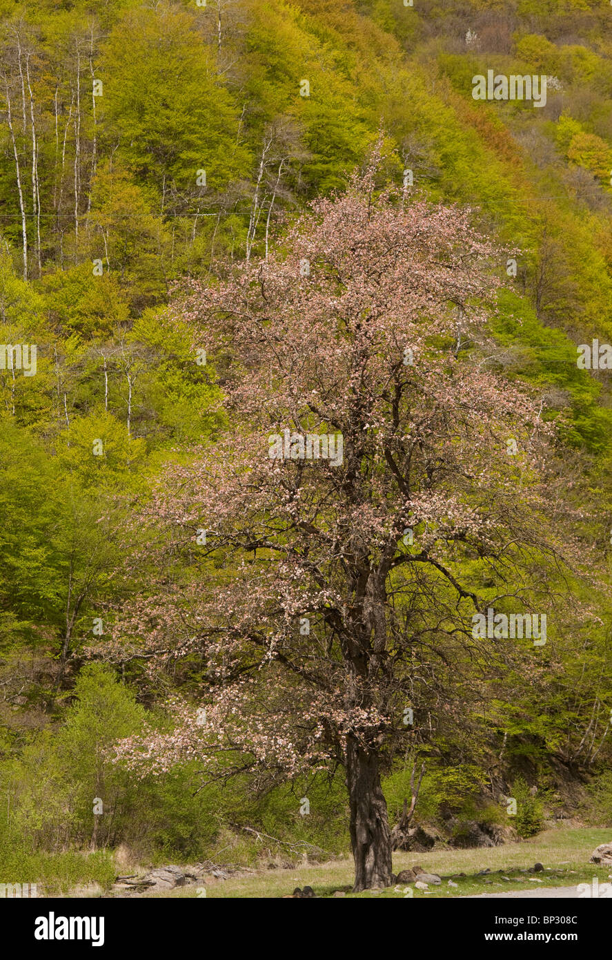 Oriental Apple or Wild Apple Malus orientalis - probable ancestor of ...