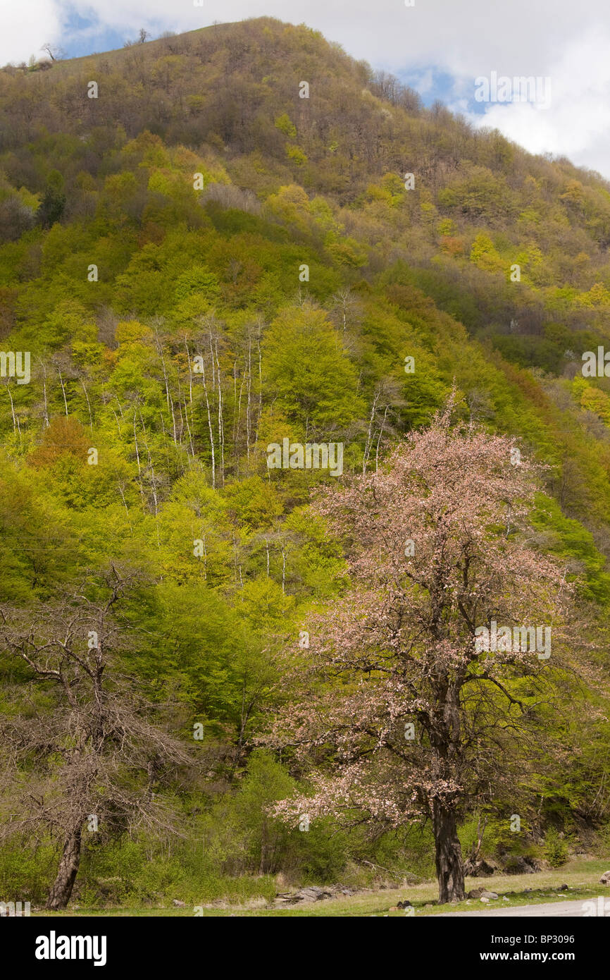 Ancestor apple hi-res stock photography and images - Alamy