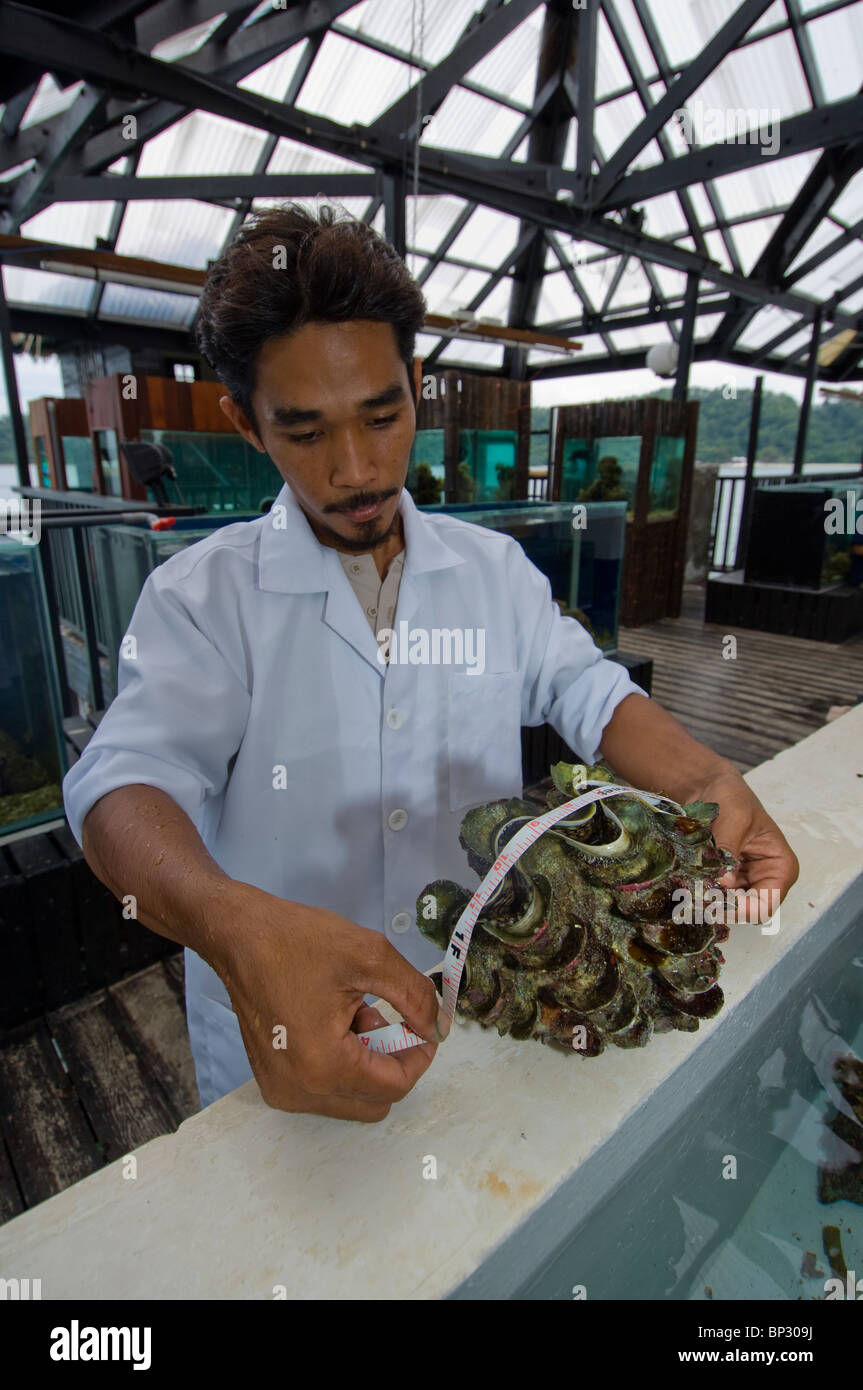 Scientist measuring giant clam growth, Gayana Eco-Resort, Gaya Island ...