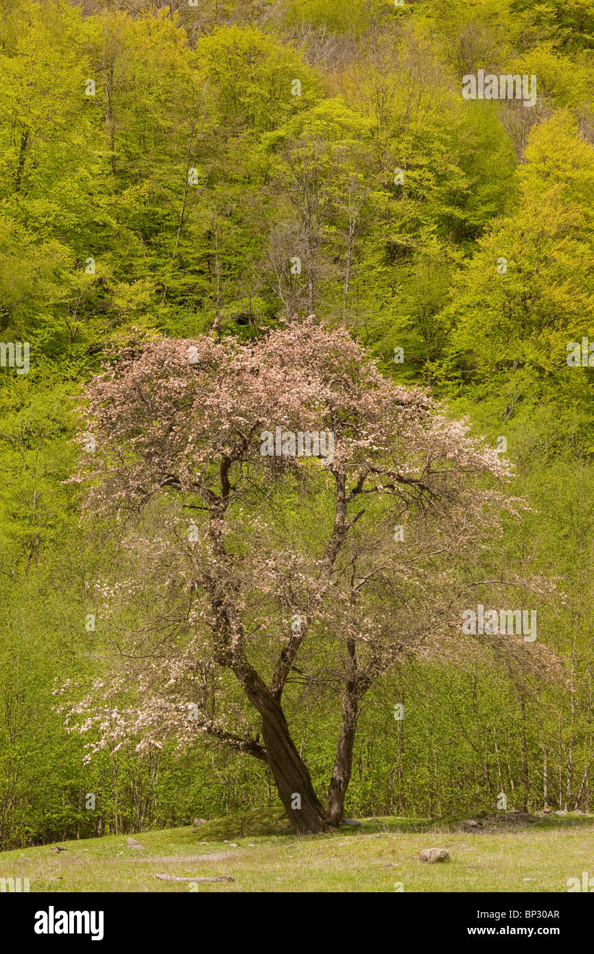 Oriental Apple or Wild Apple Malus orientalis - probable ancestor of ...