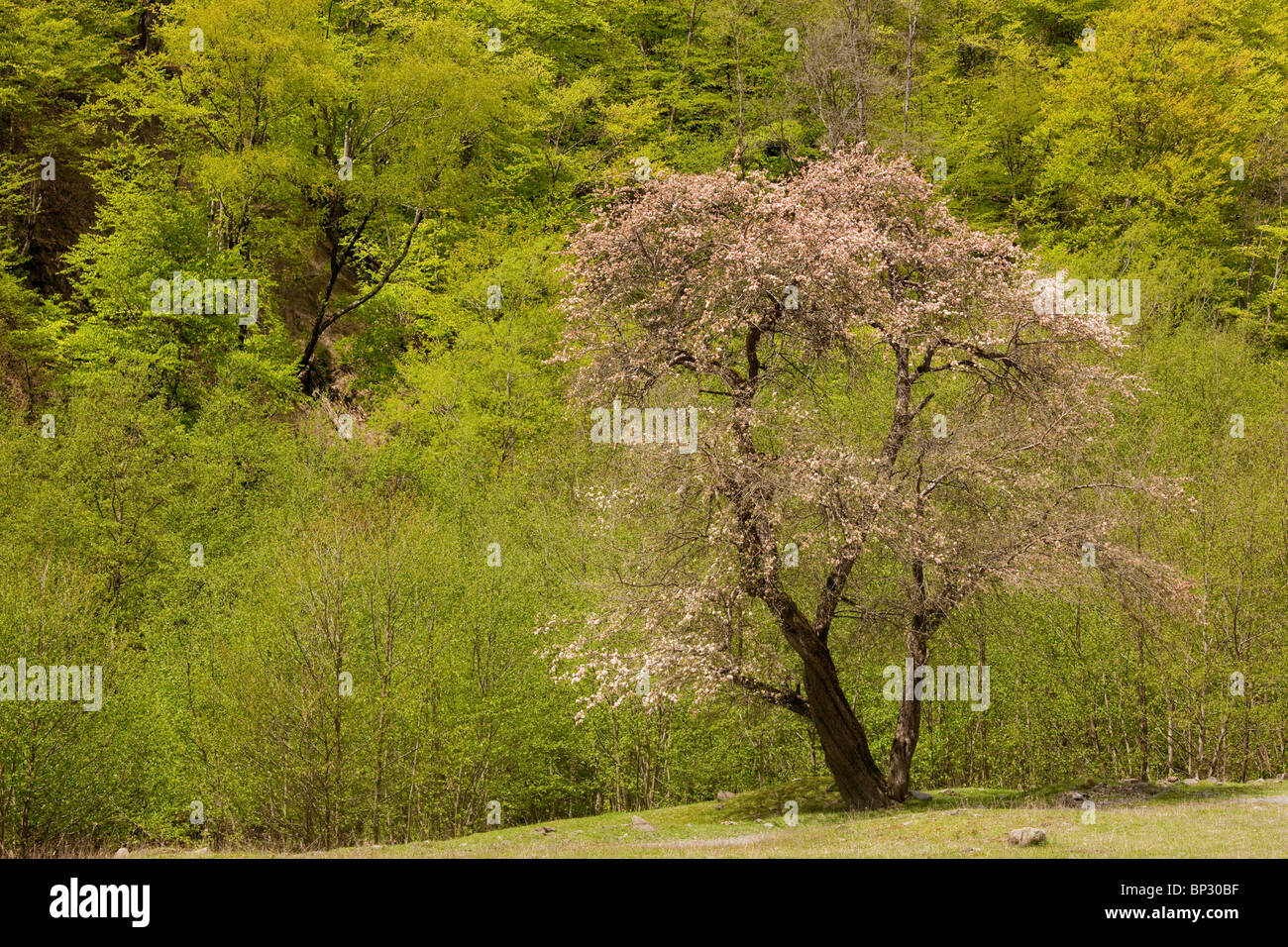 Ancestor apple hi-res stock photography and images - Alamy