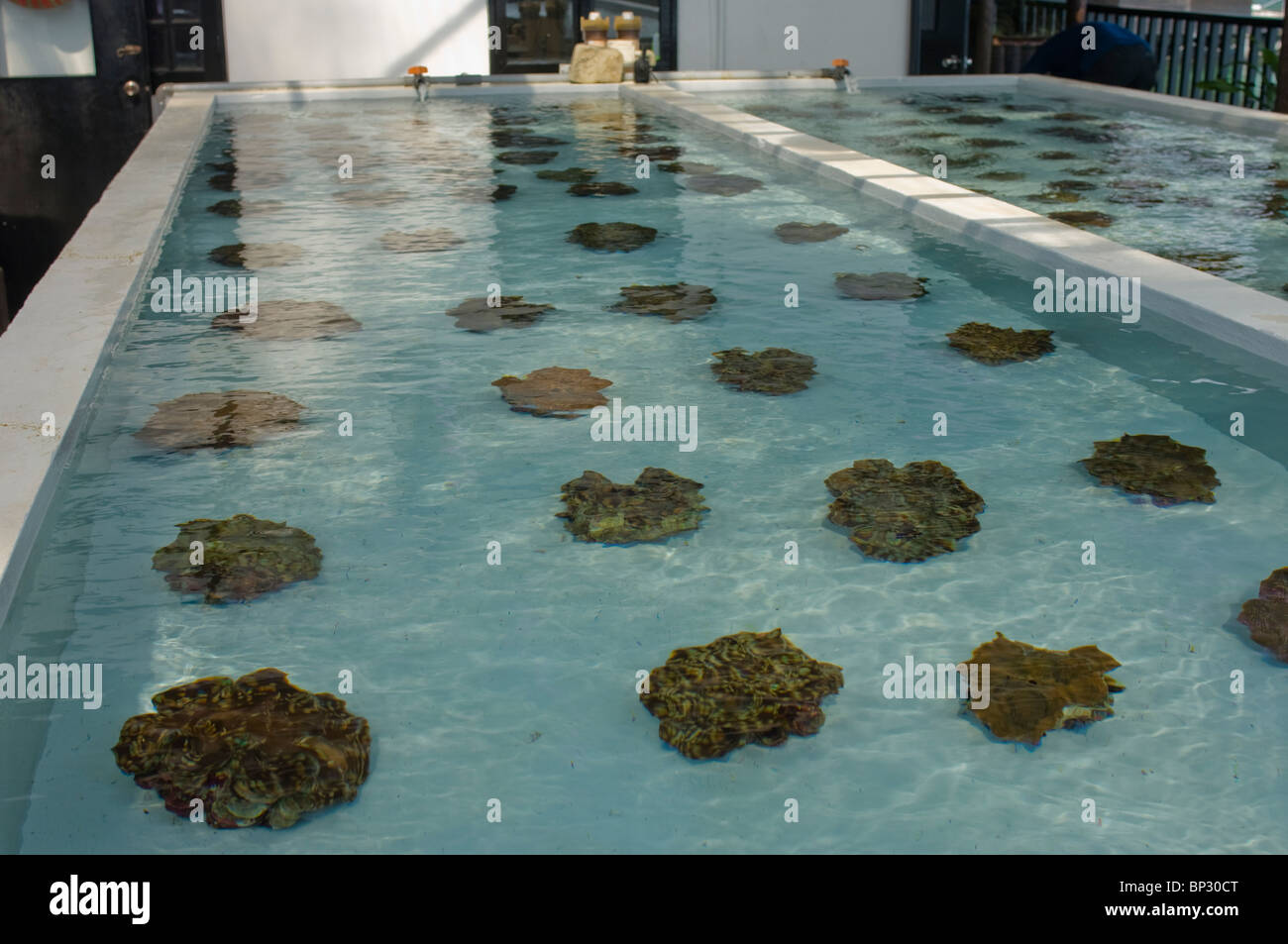 Growing giant clams in tanks to be replanted on the reef, Gayana Eco ...