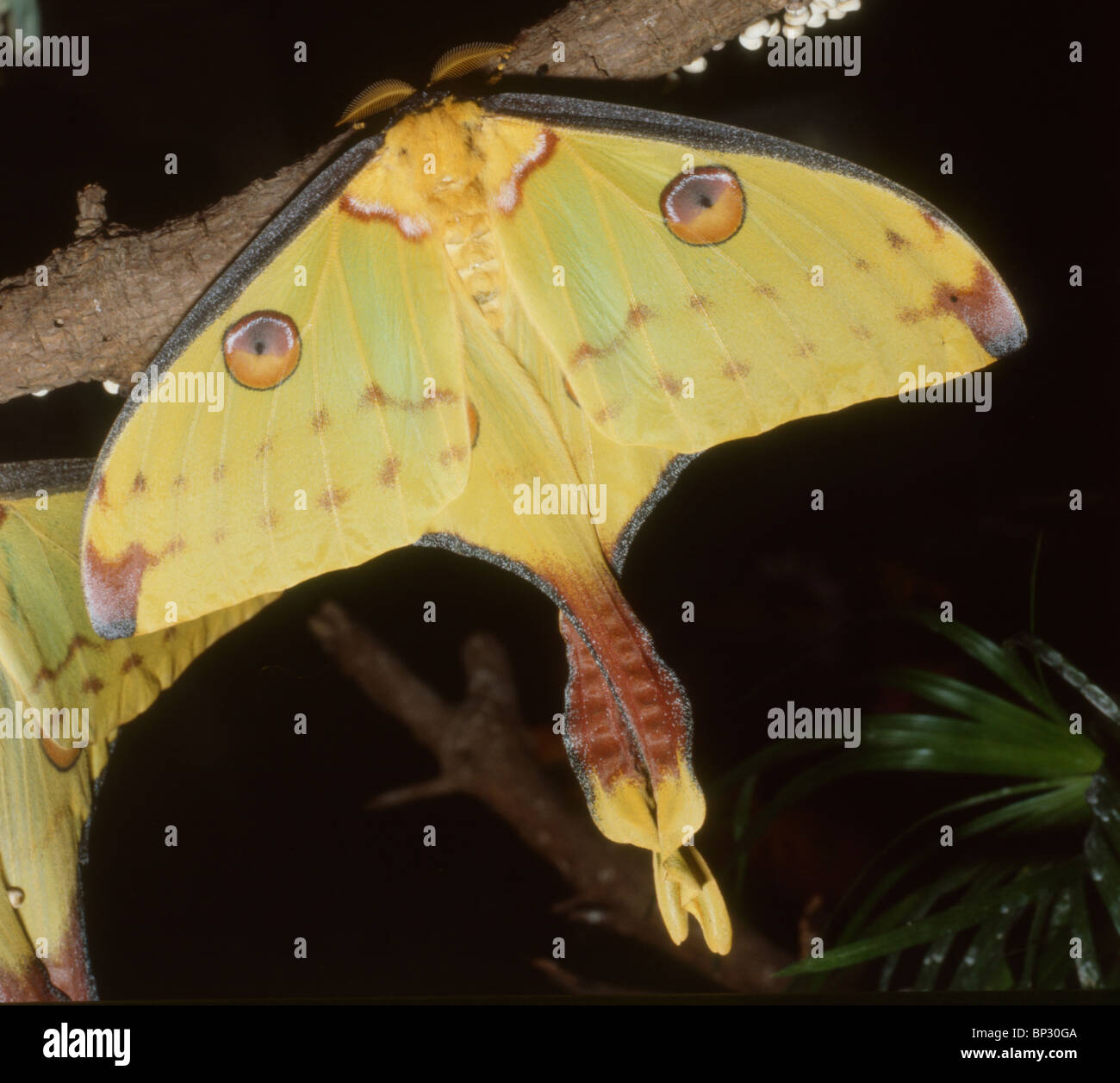 Indian Moon moth Stock Photo - Alamy