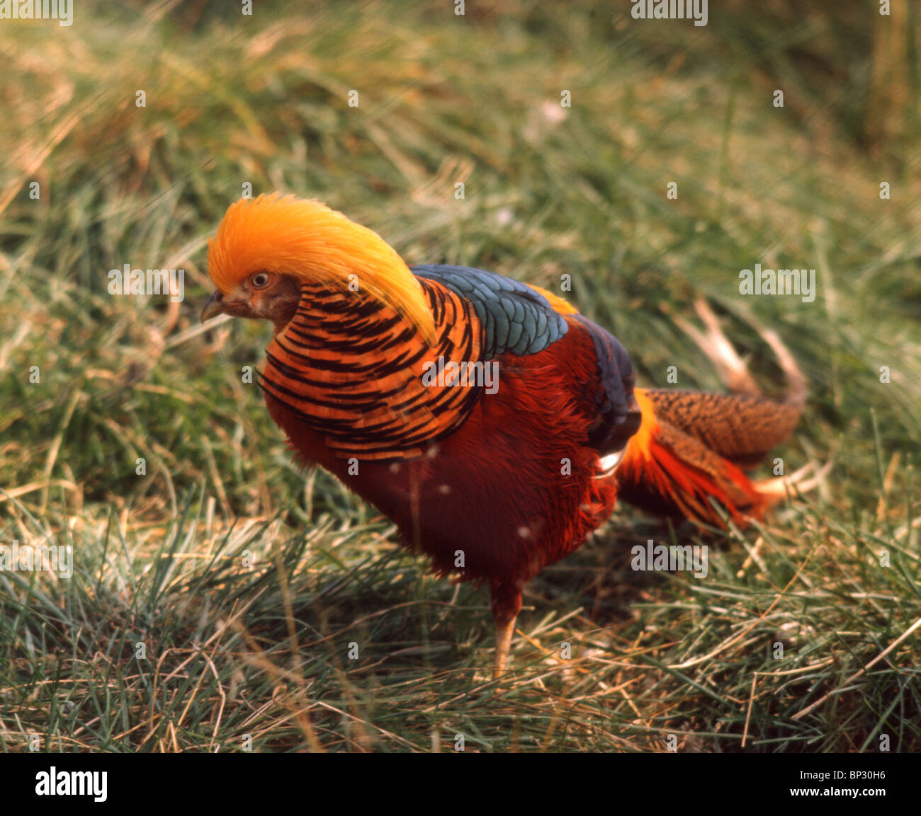 Golden (or Chinese) Pheasant Stock Photo - Alamy