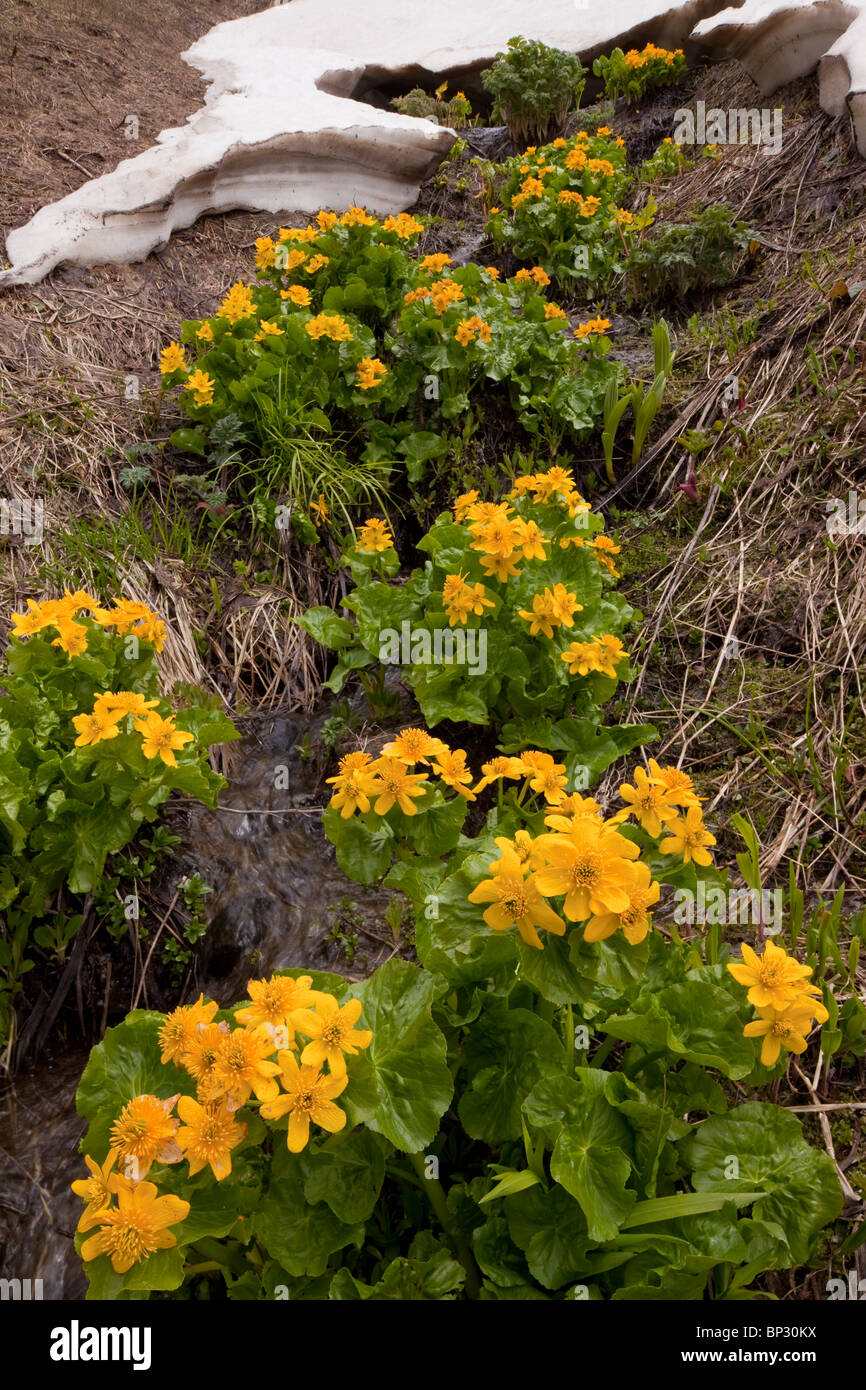 Yellow Marsh Marigold, or Giant Marsh Marigold Caltha palustris subsp ...