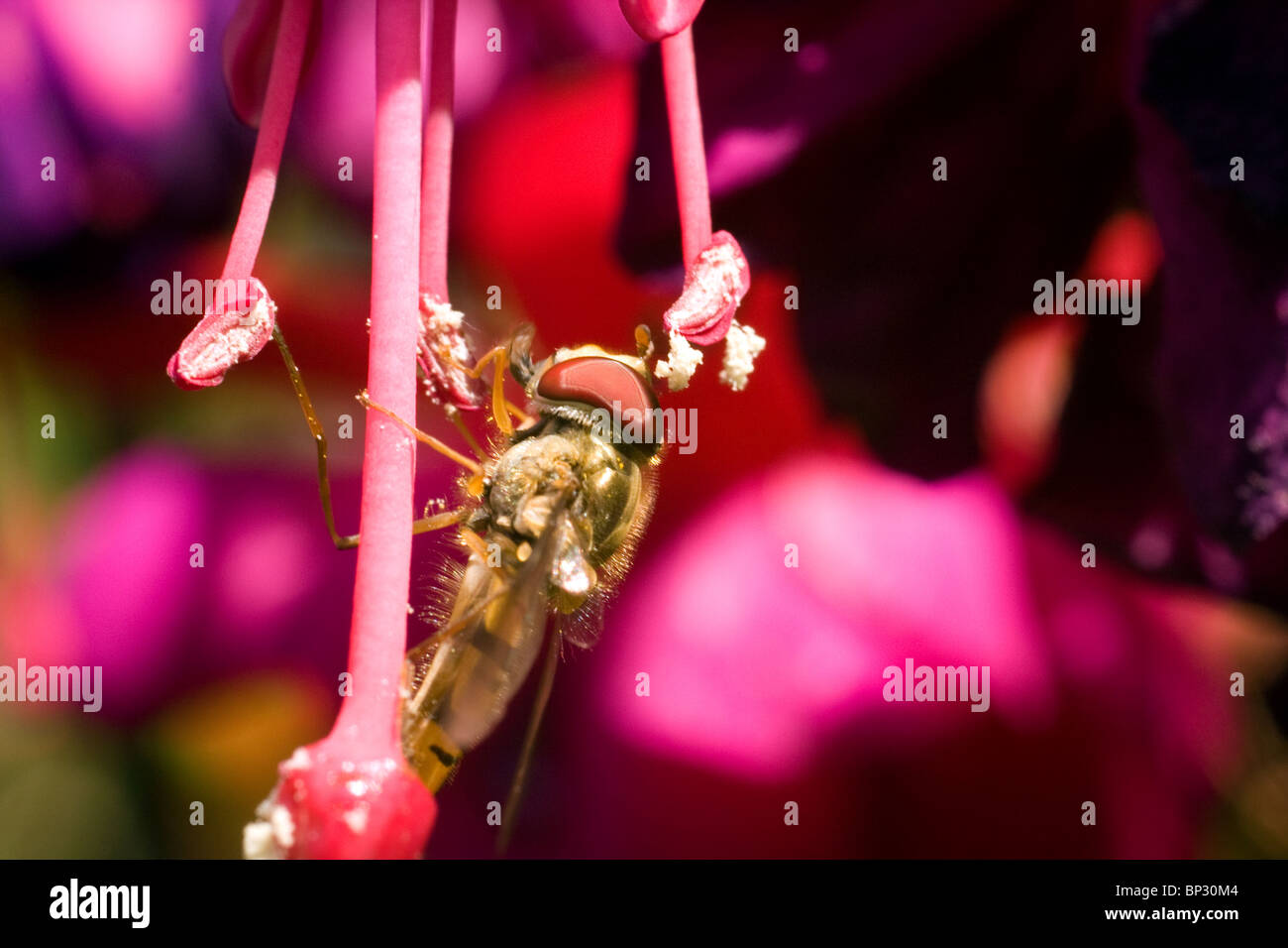 Flying insect collecting nectar from a plant Stock Photo - Alamy