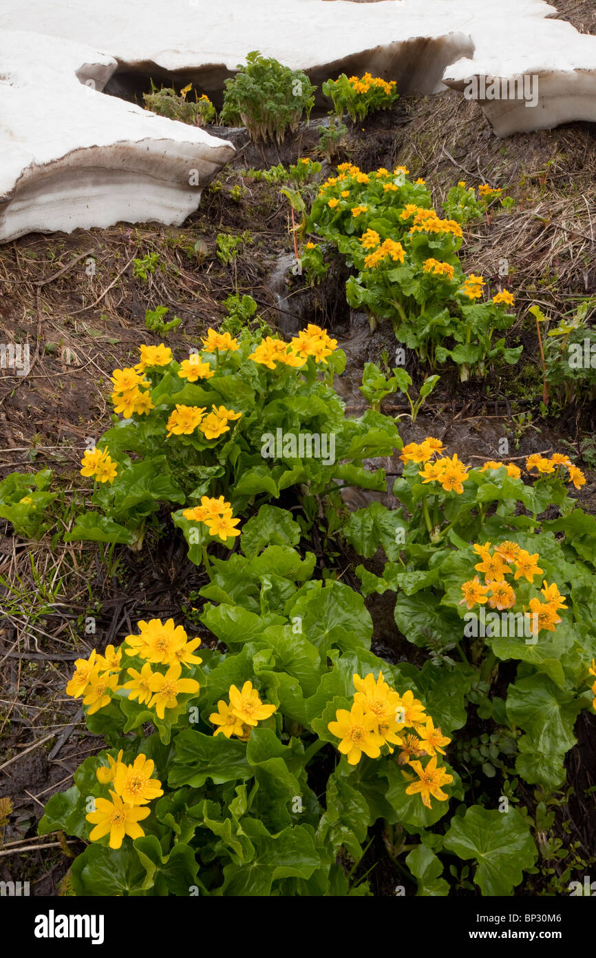 Yellow Marsh Marigold, or Giant Marsh Marigold Caltha palustris subsp ...