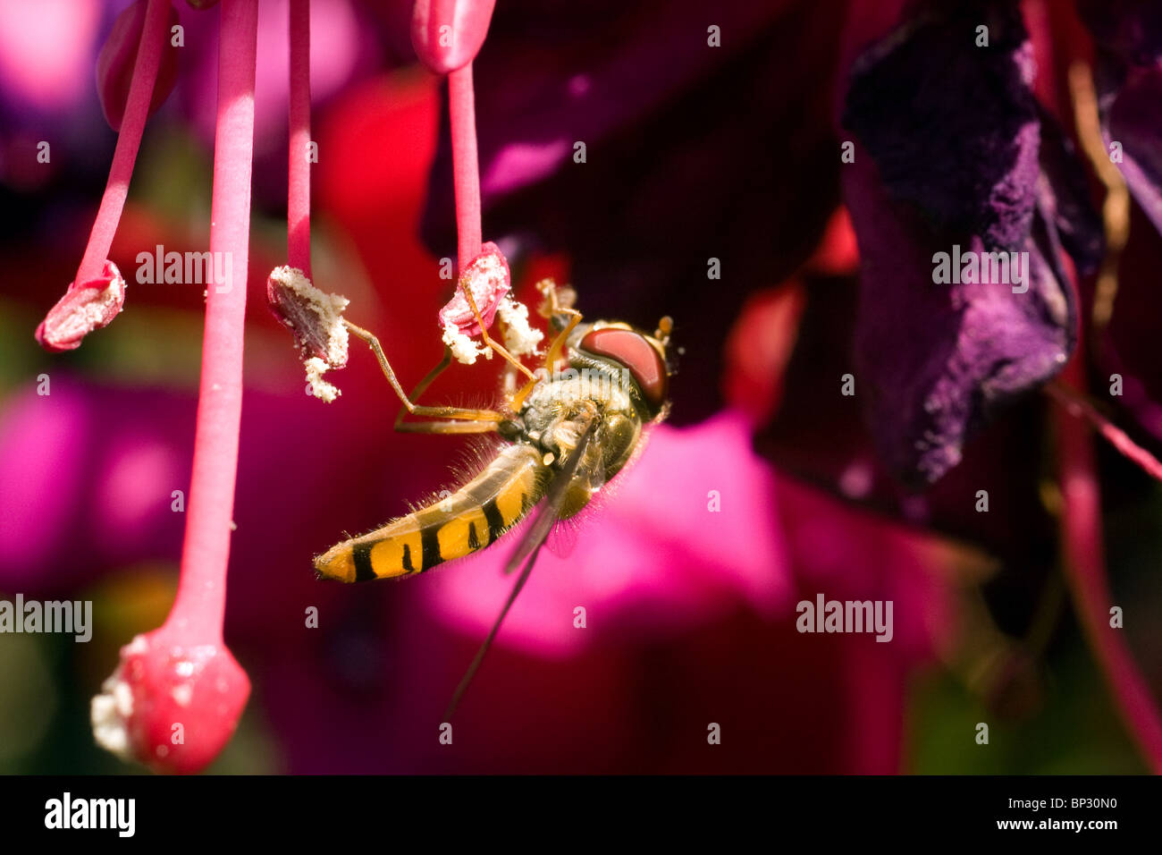 Flying insect collecting nectar from a plant Stock Photo - Alamy