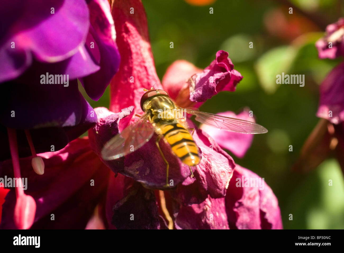 Flying insect collecting nectar from a plant Stock Photo - Alamy