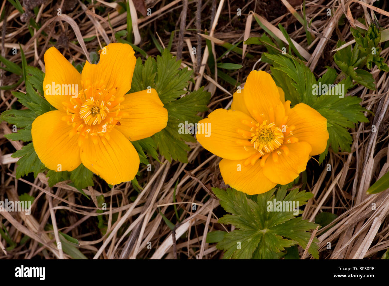 Caucasus Globe Flower Trollius patulus, Lesser Caucasus, Georgia Stock ...