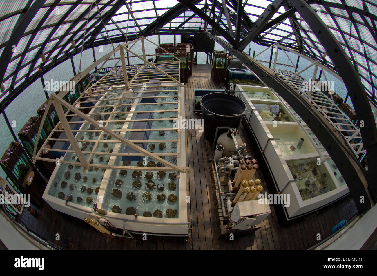 Growing giant clams in tanks to be replanted on the reef, Gayana Eco ...