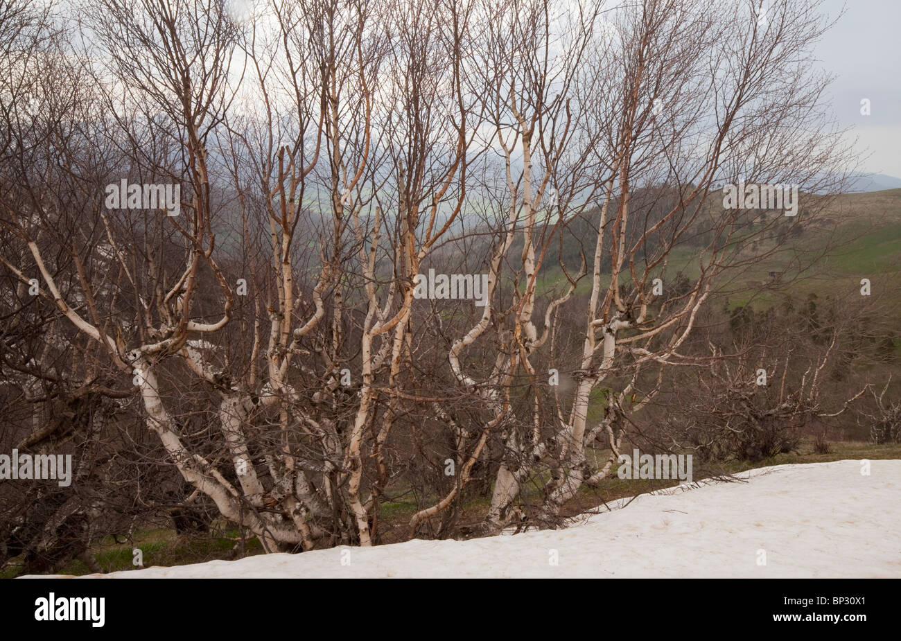 Radde's Birch trees Betula raddeana high in the Lesser Caucasus ...