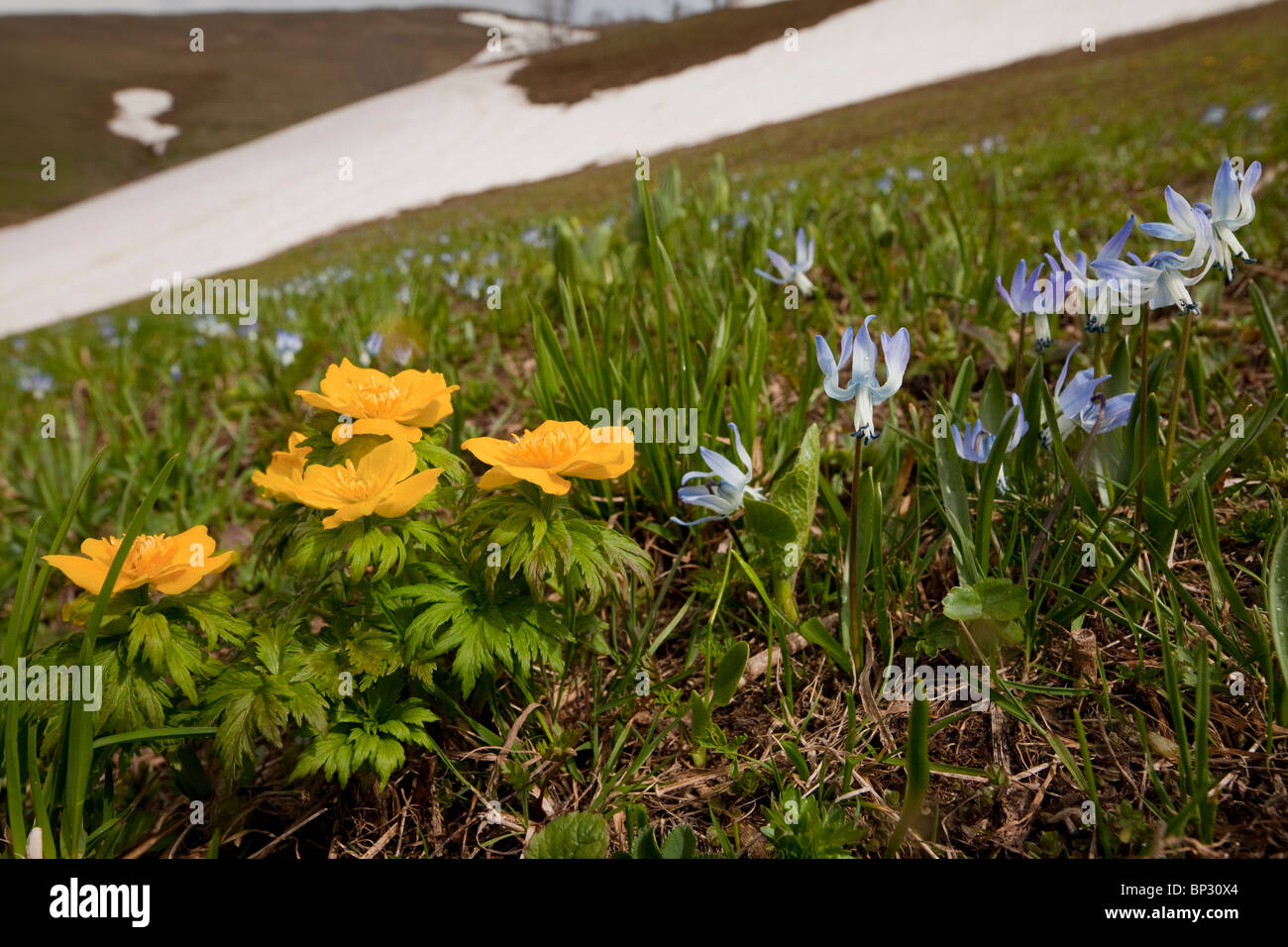 Caucasus Globe Flower Trollius patulus, and Rosen's Squill, Scilla ...