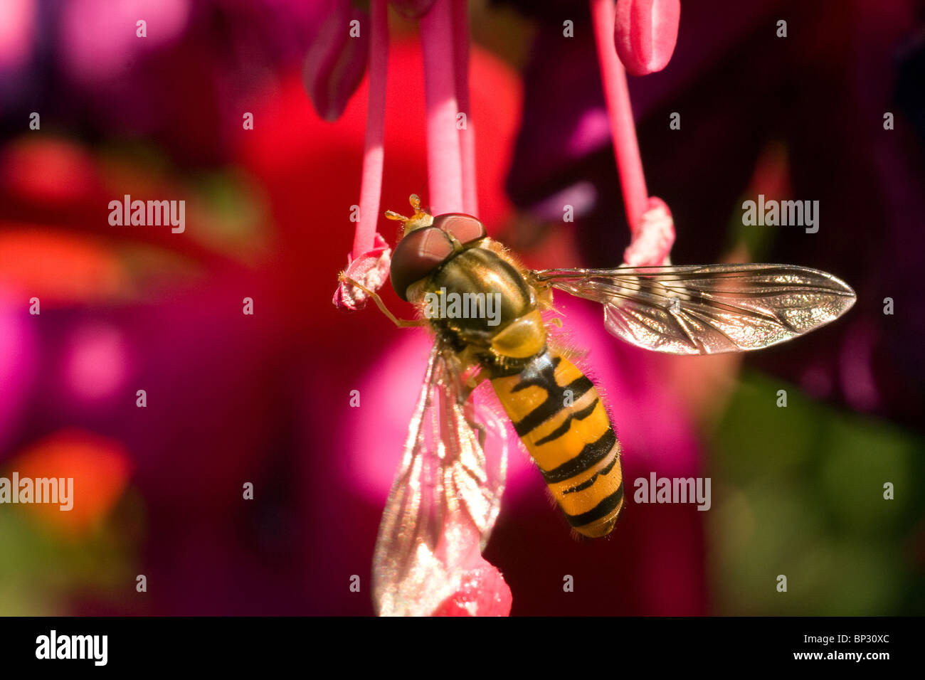 Flying insect collecting nectar from a plant Stock Photo - Alamy