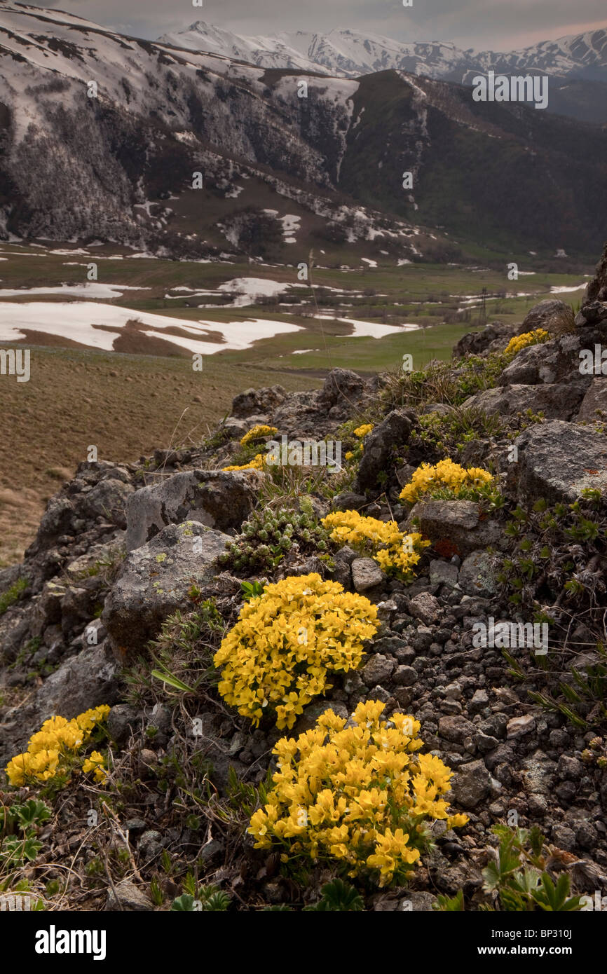 Mossy Whitlow Grass Draba bryoides in the Lesser Caucasus, Georgia ...