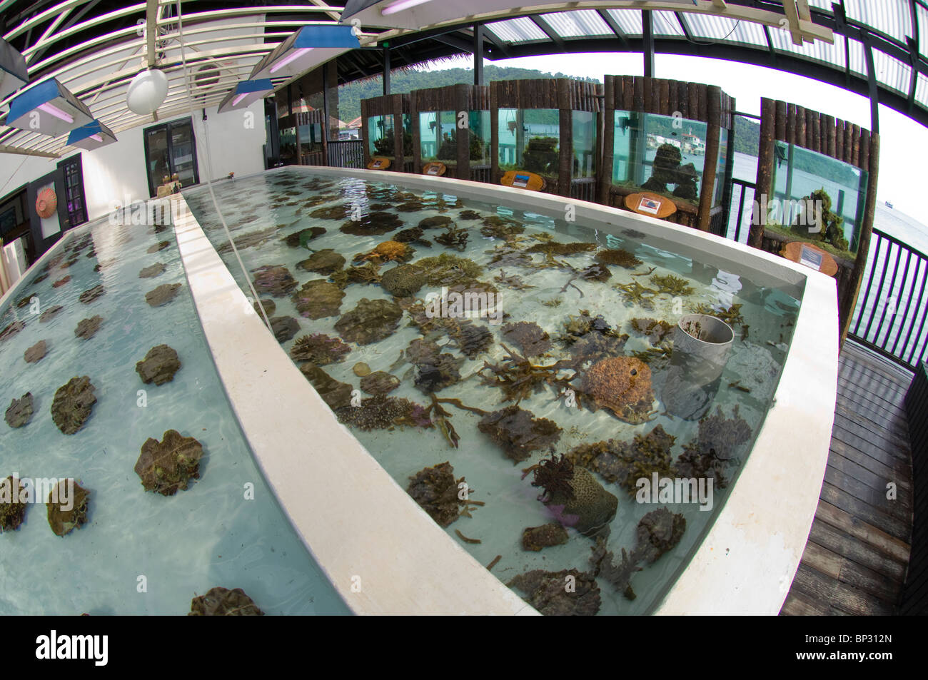 Growing giant clams in tanks to be replanted on the reef, Gayana Eco ...