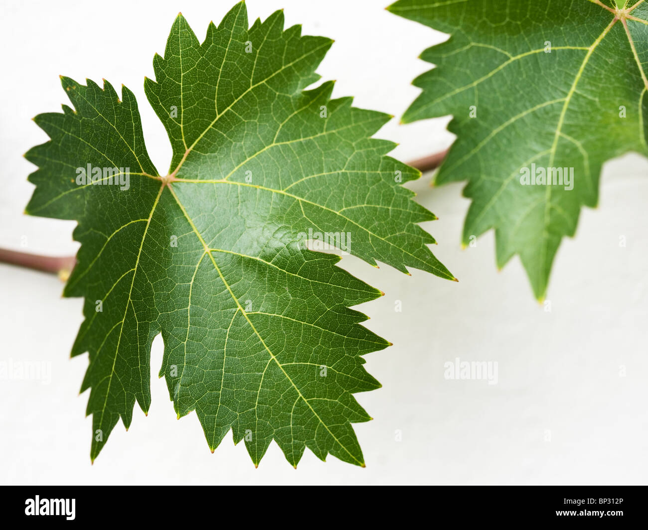Close-up of grape leaves with tendril on white wall Stock Photo - Alamy