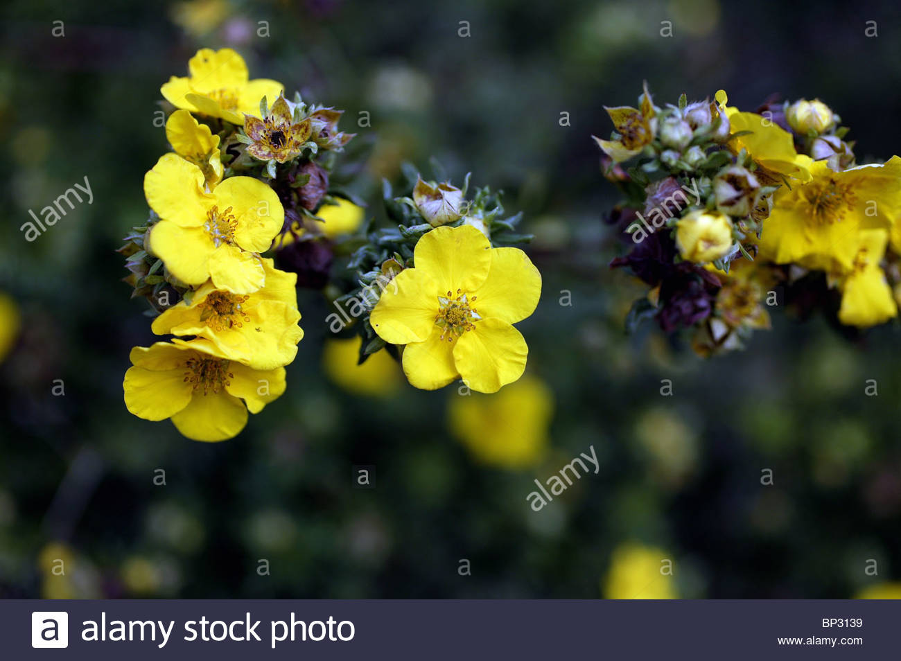 Potentilla Fruticosa Stock Photos & Potentilla Fruticosa Stock Images ...