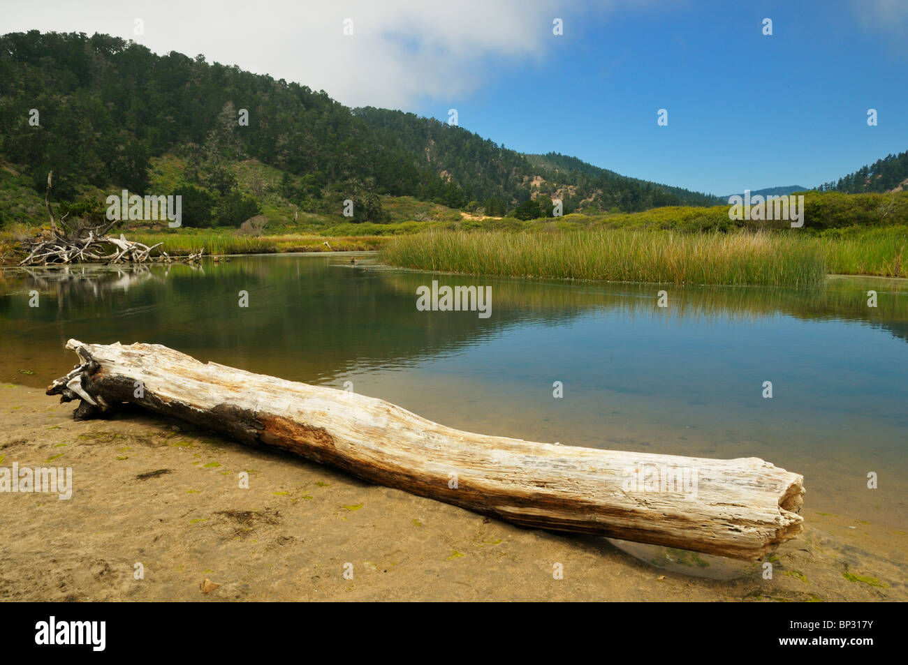 Big Basin Redwoods State Park Stock Photos & Big Basin Redwoods State ...