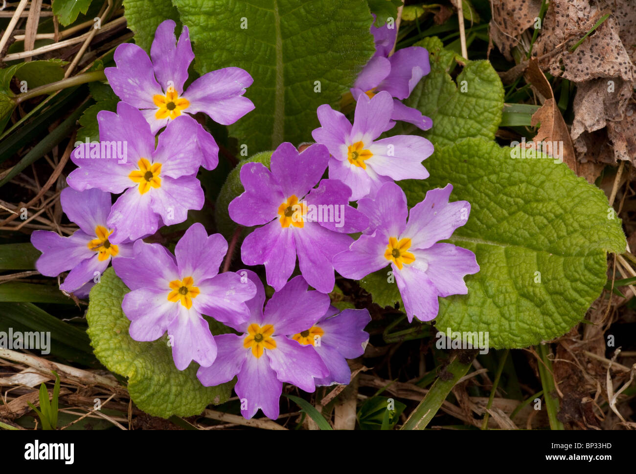 Common primrose primula vulgaris hi-res stock photography and images ...
