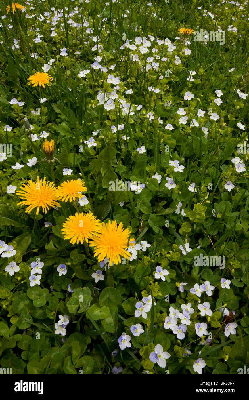 Slender Speedwell, Veronica filiformis with common Dandelions, in grass ...
