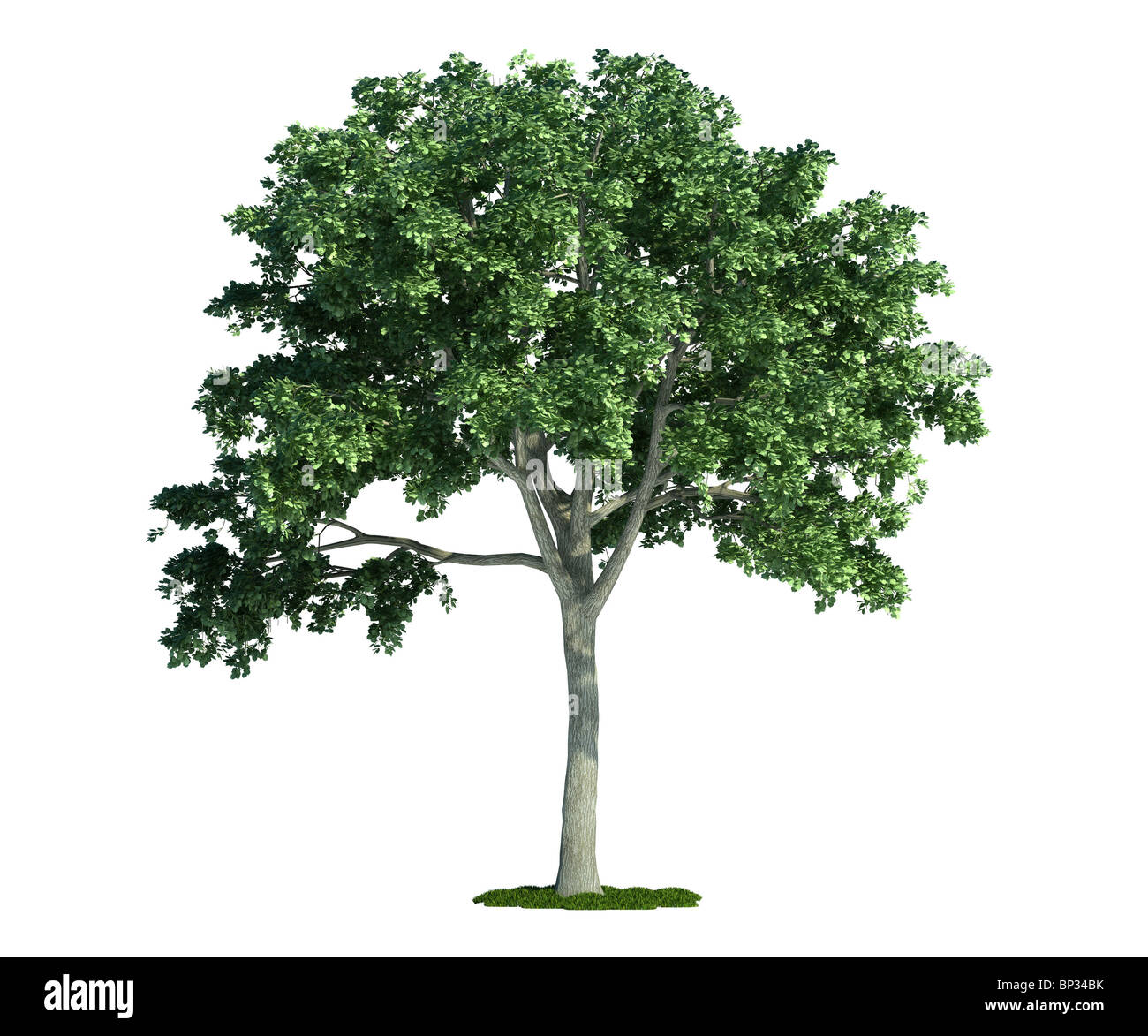 Elm (latin: Ulmus) tree isolated against pure white Stock Photo - Alamy