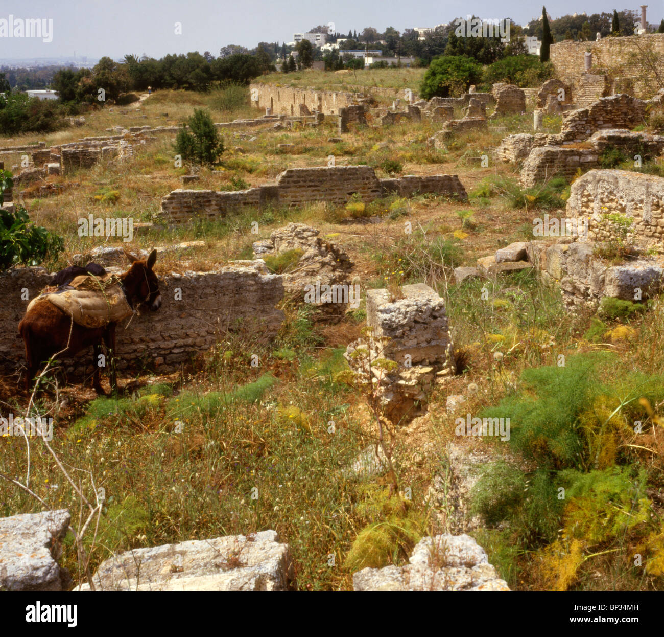Tunisia carthage ruins hi-res stock photography and images - Alamy