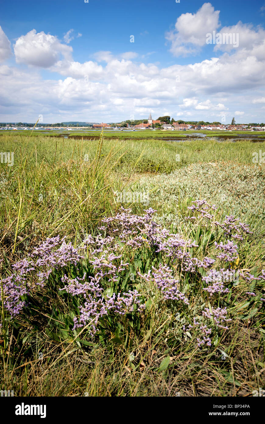 Bosham West Sussex UK Channel Foreshore Borage Stock Photo - Alamy