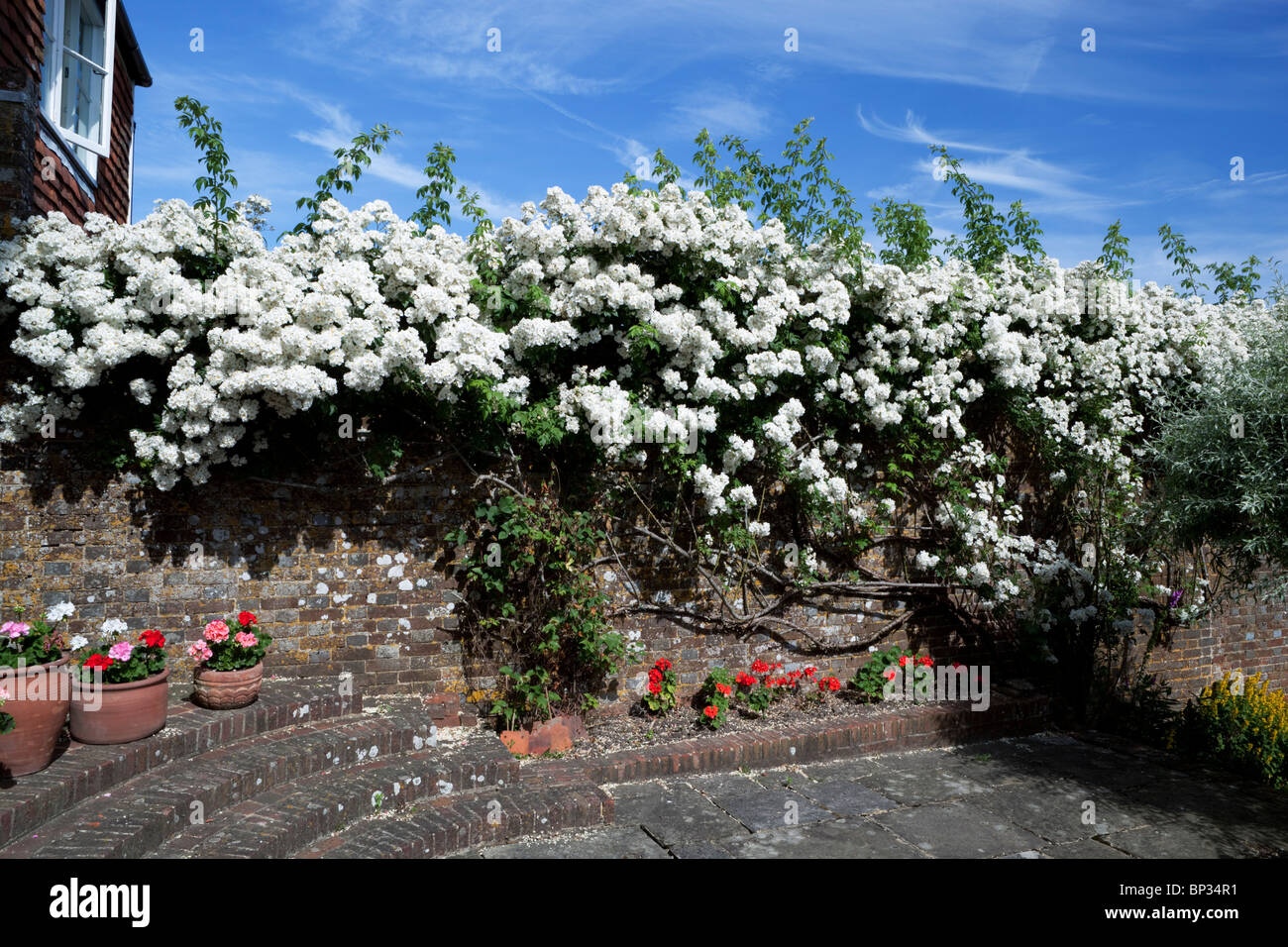 Rambling Rector growing on garden wall Stock Photo - Alamy