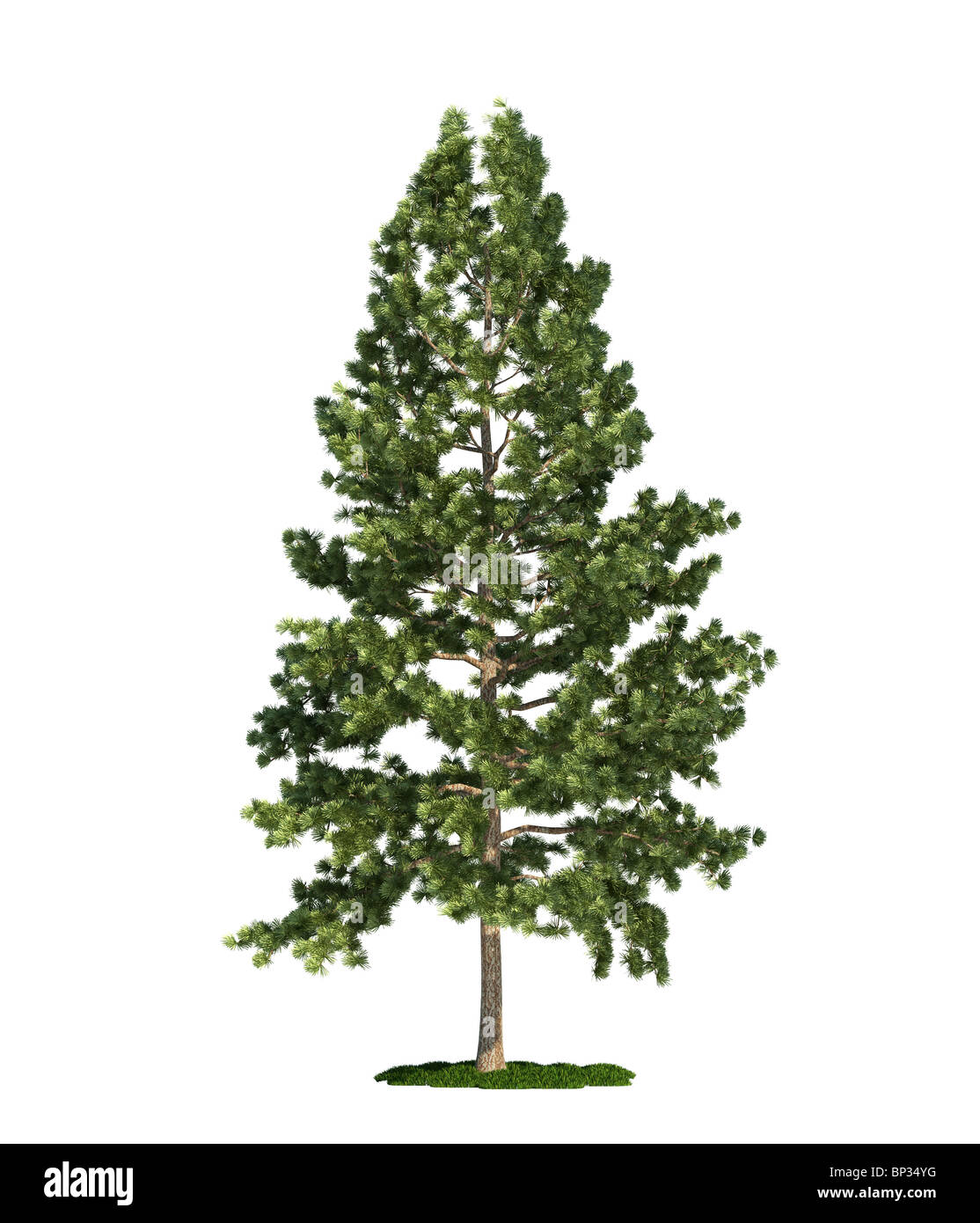 Eastern white pine (latin: Pinus strobus) tree isolated against pure ...