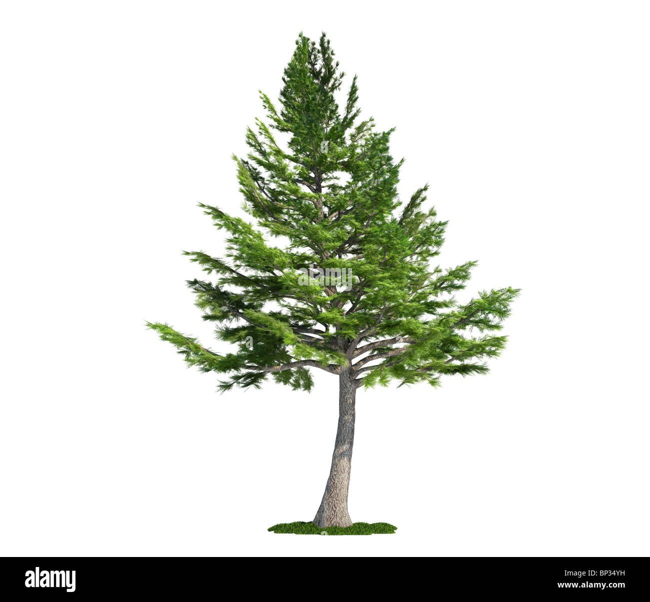 Branch lebanon cedar cedrus libani Cut Out Stock Images & Pictures - Alamy