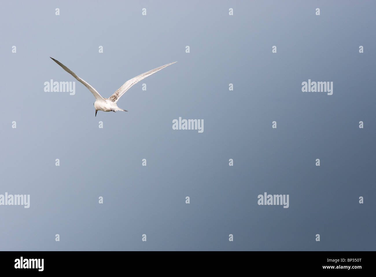 A common tern (Sterna hirundo) angles its head down at the ocean ...