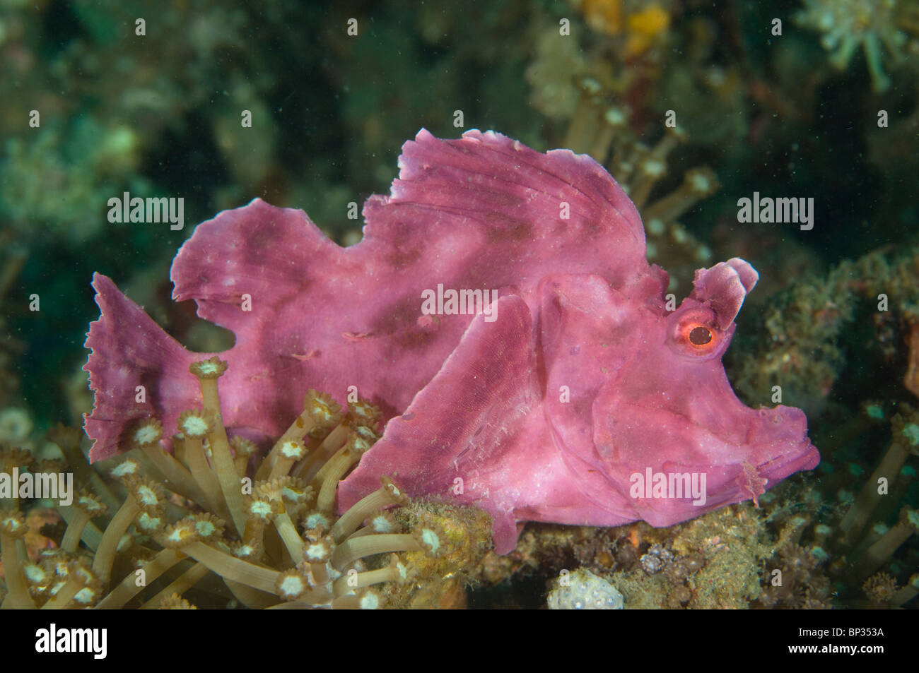 Weedy Scorpionfish, Rhinopias frondosa, pink variation on reef ...