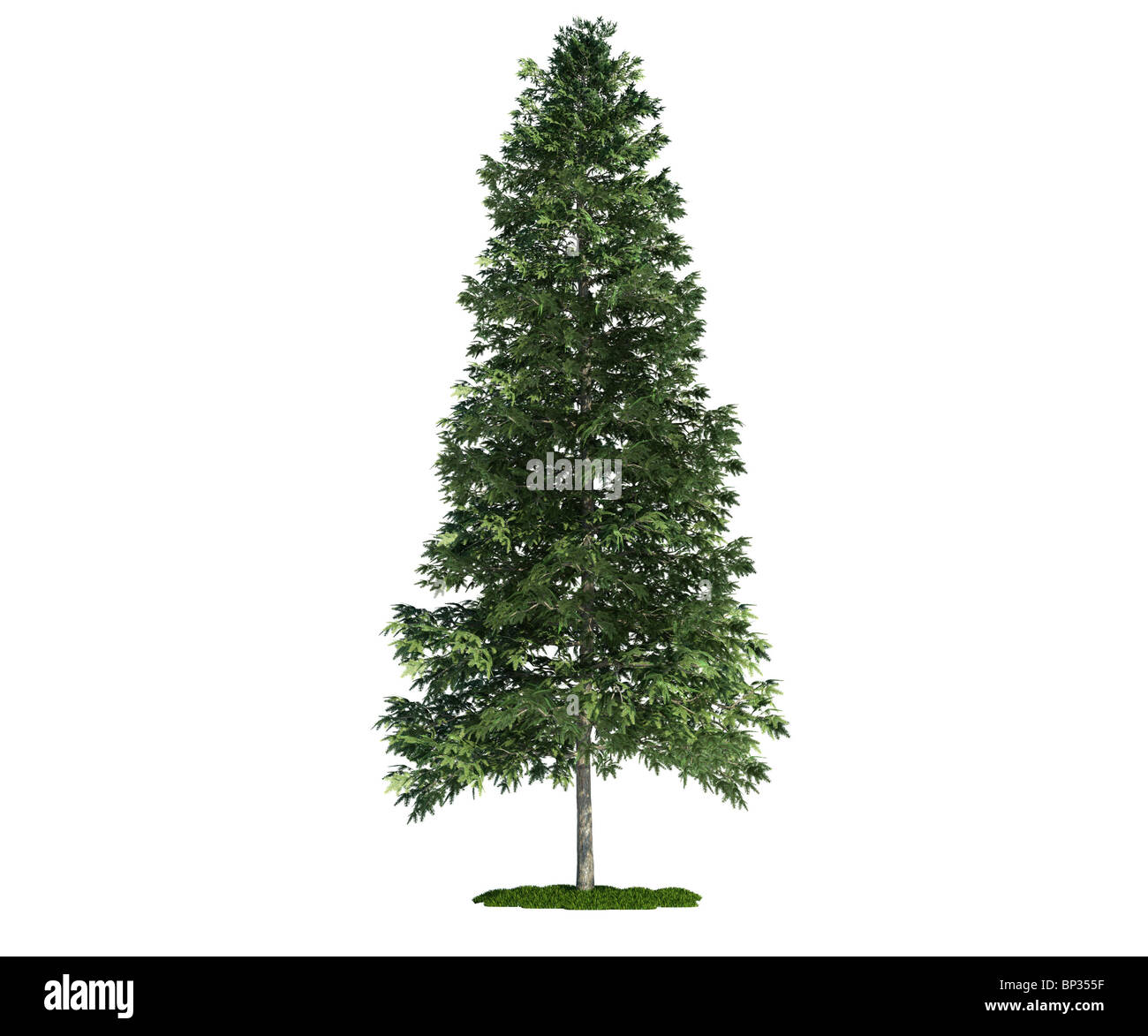 Norway spruce (latin: Picea abies) tree isolated against pure white ...