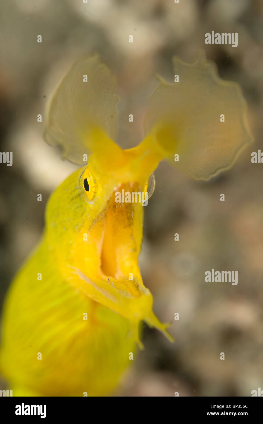 Female Ribbon Eel, Rhinomuraena quaesita, in sandy burrow, Kungkungan ...